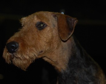 Airedale Terrier dogs and information in Canada - CanaDogs