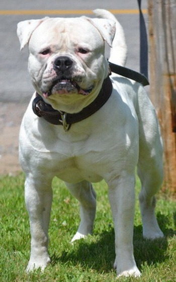 The American Bulldog breed and information in Canada - CanaDogs