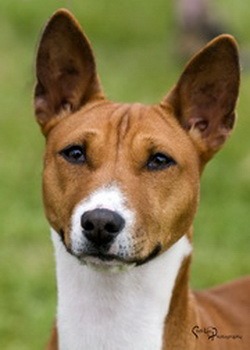 Basenji Breeders and breed information in Canada - CanaDogs