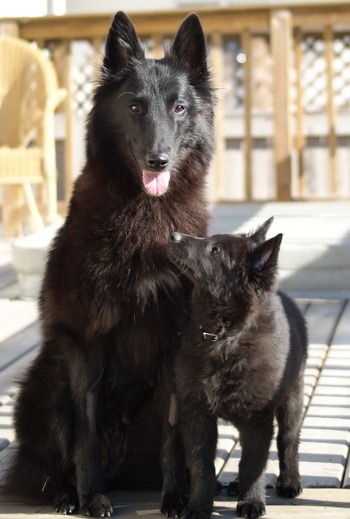 Belgian Shepherd Dogs and Breeders in Canada - CanaDogs