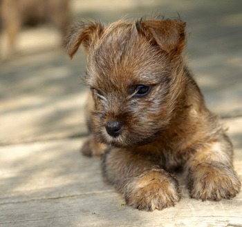 Cairn Terrier dogs in Canada - CanaDogs