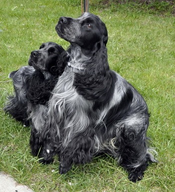 English Cocker Spaniel dogs in Canada - CanaDogs