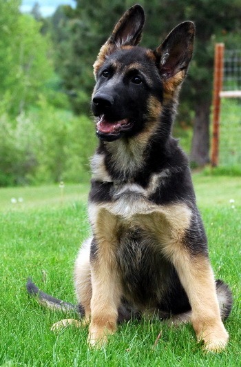 German Shepherd Dogs in Canada - CanaDogs