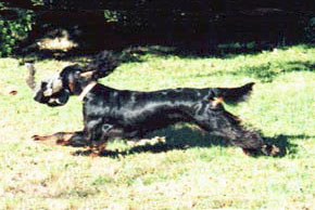 Gordon Setter dogs in Canada - CanaDogs