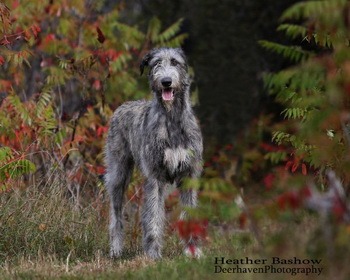 Irish Wolfhound dogs in Canada - CanaDogs