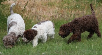 Lagotto Romagnolo dogs in Canada - CanaDogs