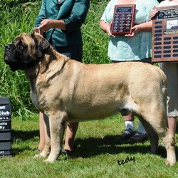 Mastiff Dogs and Breeders in Canada - CanaDogs