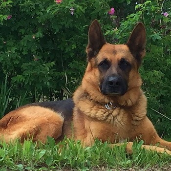 German Shepherd Dogs in Canada - CanaDogs