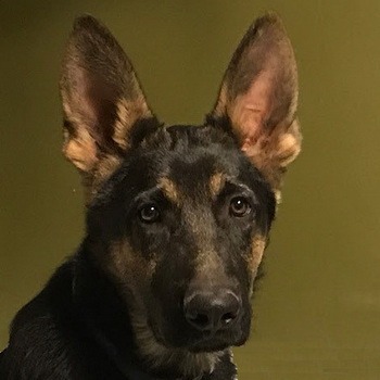 German Shepherd Dogs in Canada - CanaDogs