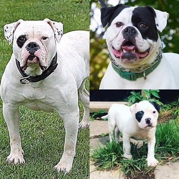 The American Bulldog breed and information in Canada - CanaDogs
