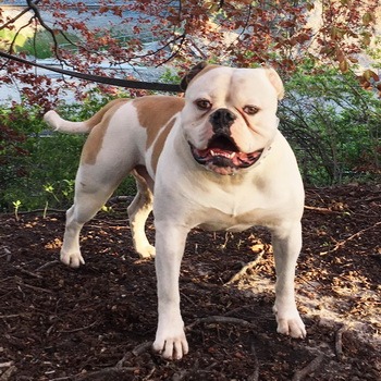 The American Bulldog breed and information in Canada - CanaDogs