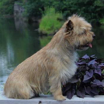 Cairn Terrier dogs in Canada - CanaDogs