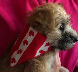 Soft Coated Wheaten Terrier Breeders Canada - CanaDogs